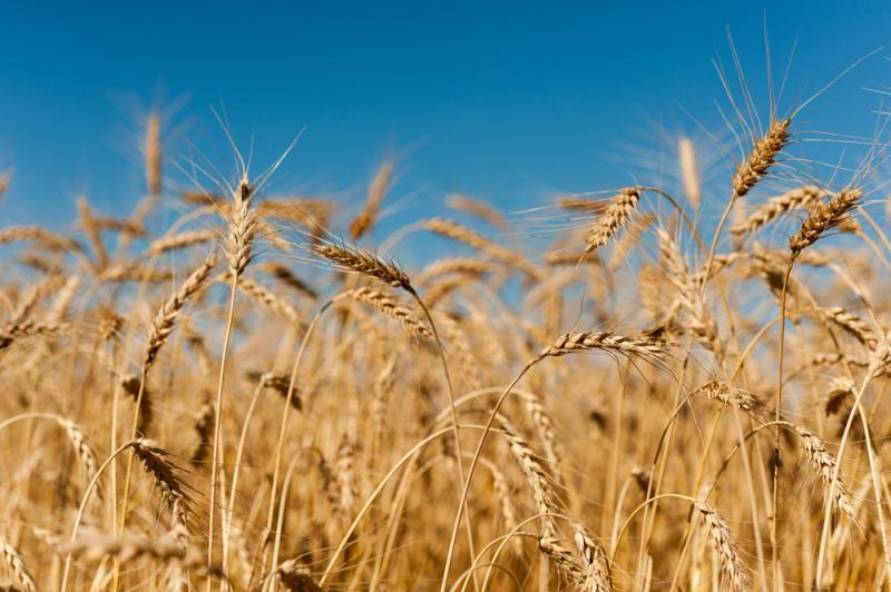 Canadian crops set to feed more of the world | Canadian Grocer