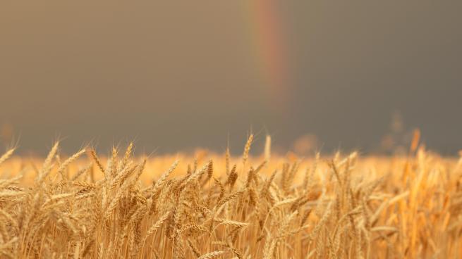 Prairie farmers hope for 'normal' season after volatile couple of years ...