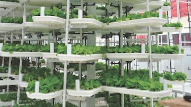 The world's first veggie factory? | Canadian Grocer