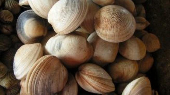 Study finds new bacterial strain can contaminate shellfish | Canadian ...